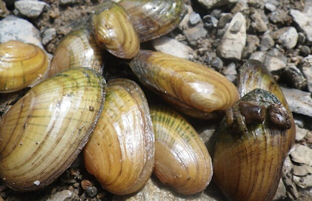 Virginia Tech Expert Teaches About Virginia’s Mussels - WWWV 97.5WWWV 97.5